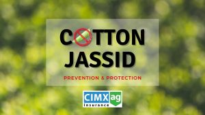Cotton Jassid: Prevention & Protection – Cimxag