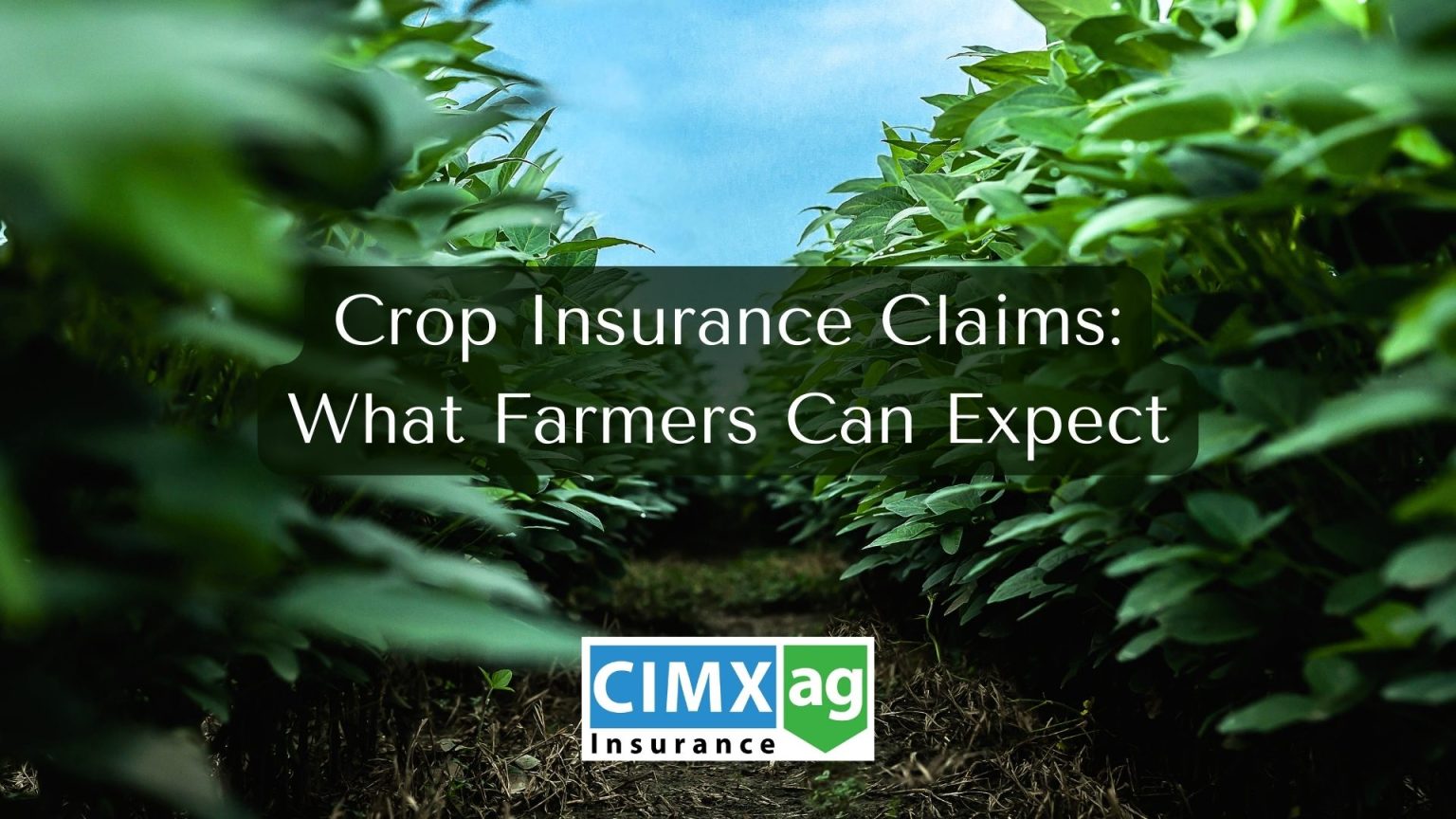 Crop Insurance Claims: What Farmers Can Expect – Cimxag